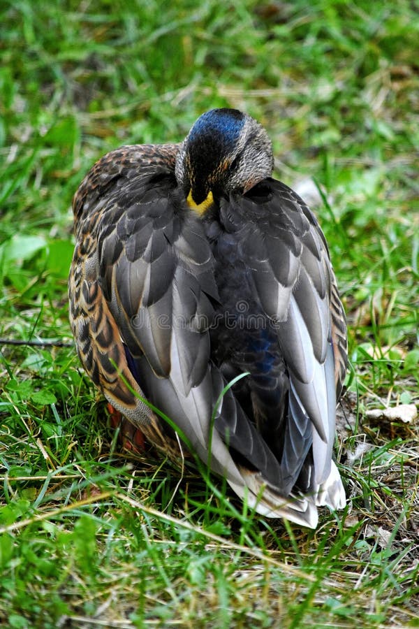 Drake duck bird stock photo. Image of plant, duck, prairie - 207130714