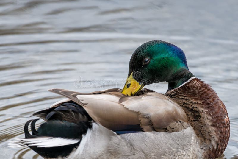 Duck cleaning his feathers stock image. Image of pond - 63178077