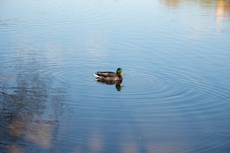 Drake Ducks Float on the River. Stock Image - Image of natural ...