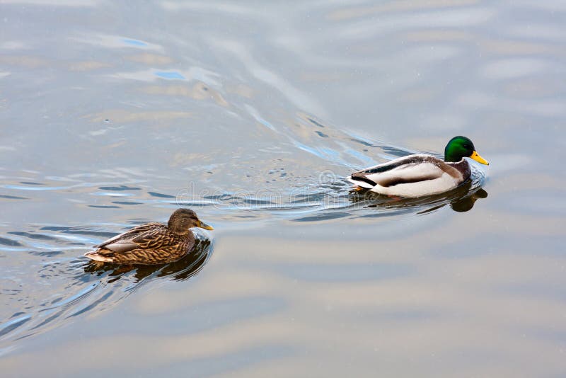 Drake and the female duck stock photo. Image of environment - 50120336