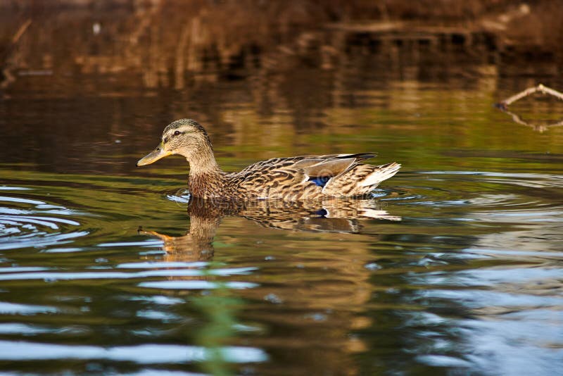 Drake floating on a pond stock photo. Image of beak - 163910220