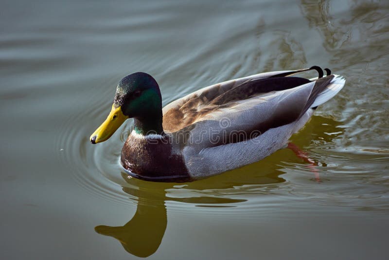 Drake floating on a pond stock photo. Image of europe - 163883782