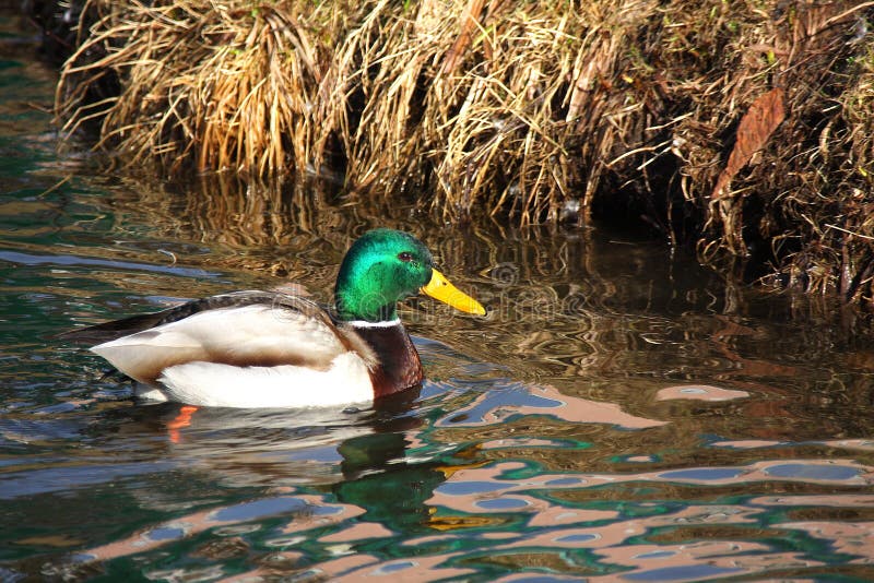 The Drake Floating To the Coast Stock Image - Image of drake, plumage ...