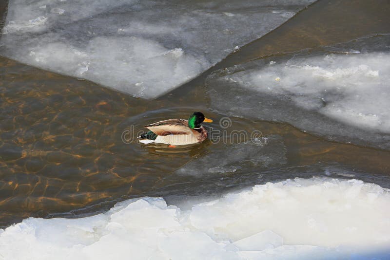 The Drake Floats on the Water between the Ice Floes on the Spring River ...