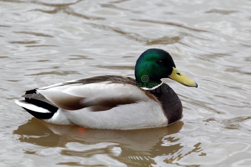 The Drake Floats on the Water between the Ice Floes on the Spring River ...