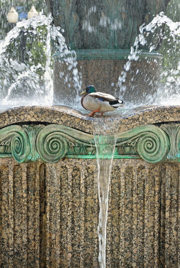 Drake in Fountain among Splashes and Drops of Water Stock Image - Image ...