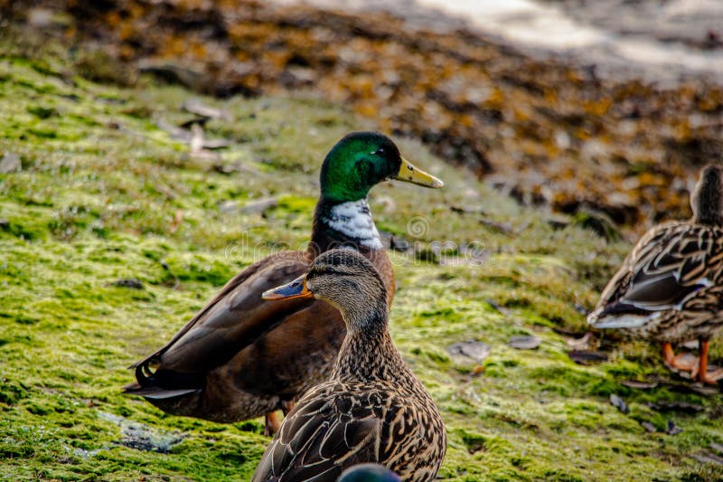 The Drake is Looking To the Right, a Duck is Standing in Front of Him ...