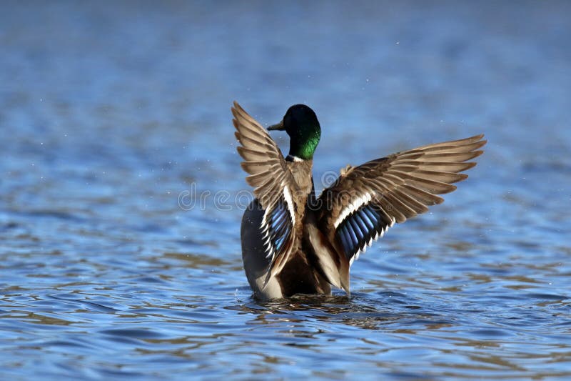 A Drake Mallard Duck Flapping Wings in Winter Stock Image - Image of ...