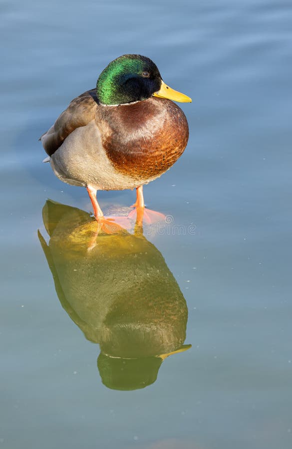 Drake Mallard Duck Reflection Stock Photo - Image of wild, lake: 236675336