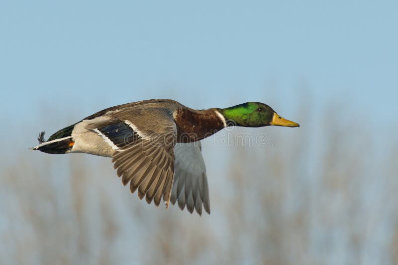 Drake Mallard stock image. Image of bird, fowl, drake - 30384737