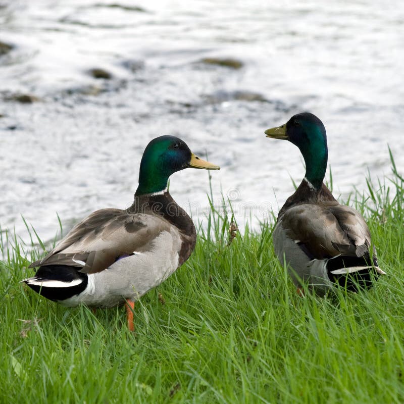 Drake Mallards stock image. Image of mallard, duck, bird - 6610945