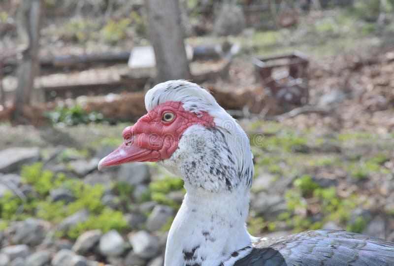 Drake of musk duck 9 stock photo. Image of farm, profile - 138071548