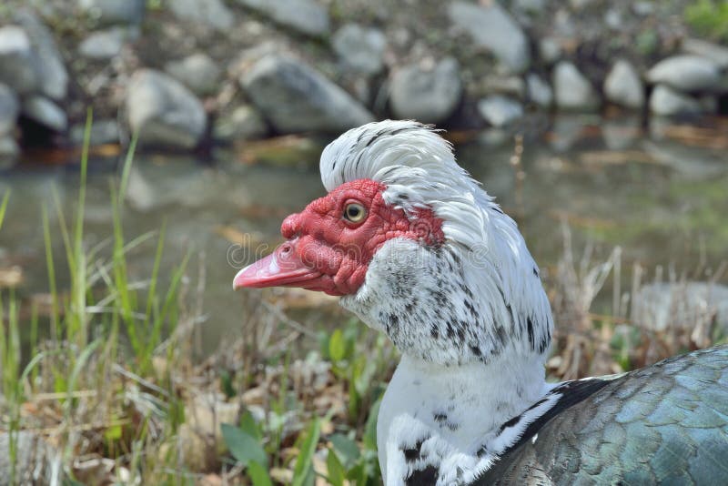 Drake of musk duck 6 stock image. Image of male, muscovy - 146515655