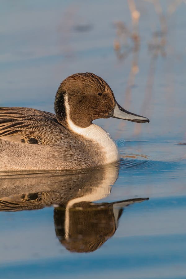 Drake Pintail Head on stock image. Image of animal, lake - 48940351