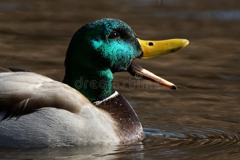 Mallard Duck Drake Quacking Stock Photo - Image of mallard, quacking ...