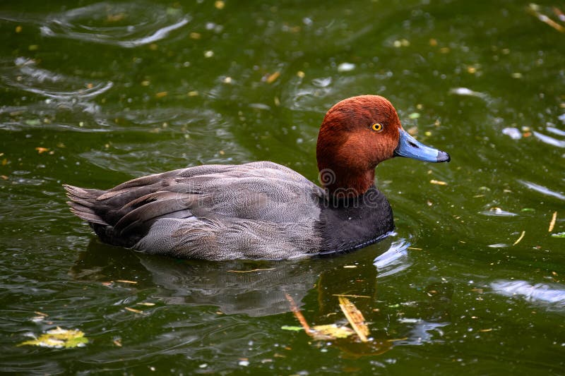 193 Female Redhead Duck Stock Photos - Free & Royalty-Free Stock Photos ...