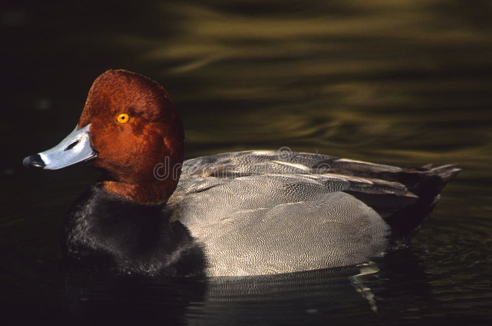 Drake Redhead Duck stock image. Image of wildlife, pond - 12350541