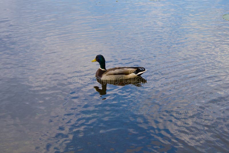 Drake with Reflection, Floating in the Lake with Blue Water Stock Image ...