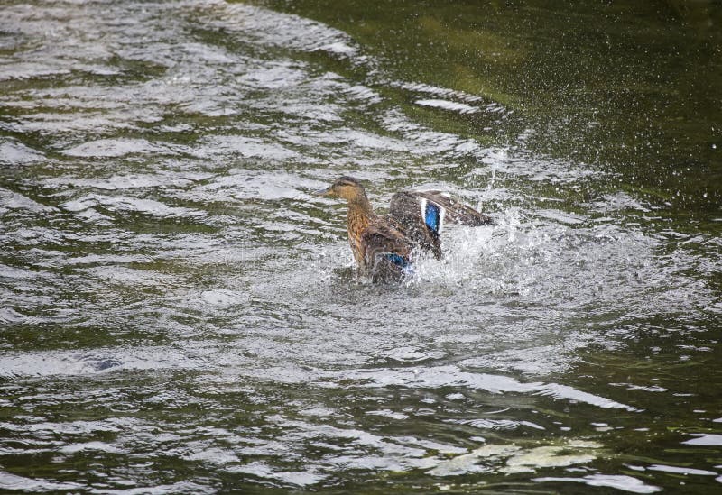 Drake in River, in Splashes Stock Image - Image of calm, wildlife: 51544329