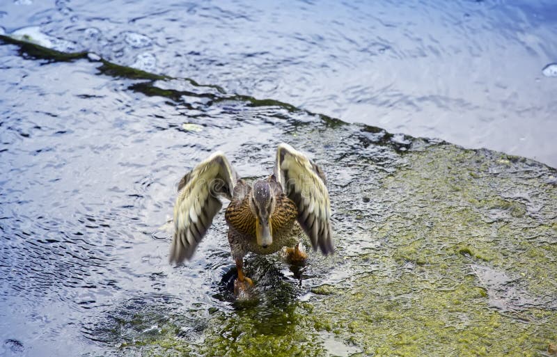 Drake in River, in Splashes Stock Image - Image of reflection, calm ...