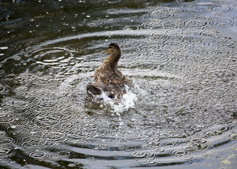 Drake in the River, in Splashes Stock Photo - Image of plumage ...