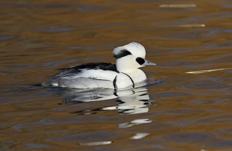 Smew stock image. Image of birdwatching, feathered, goldeneye - 110741381