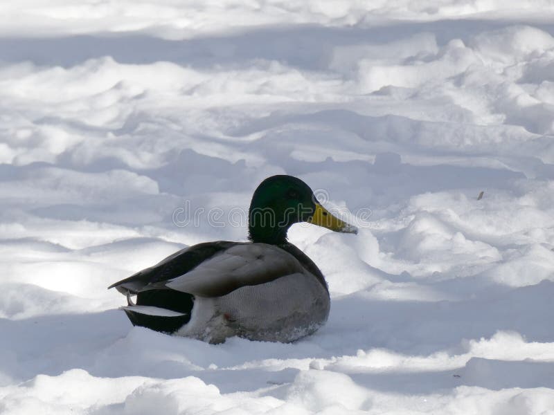 Drake on the snow stock photo. Image of shadow, duck - 210068174