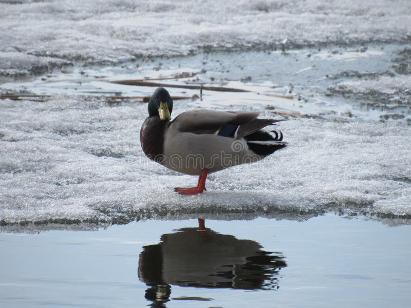 Drake on a snow stock photo. Image of peace, head, bird - 145134046