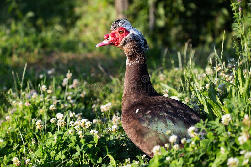 Drake Standing in the Grass Stock Photo - Image of duck, animal: 143025080