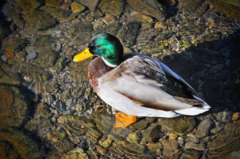 Drake standing in river stock image. Image of drake, animal - 65911233
