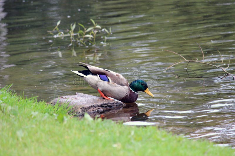The Drake Stands on a Rock by the Water Stock Photo - Image of beak ...