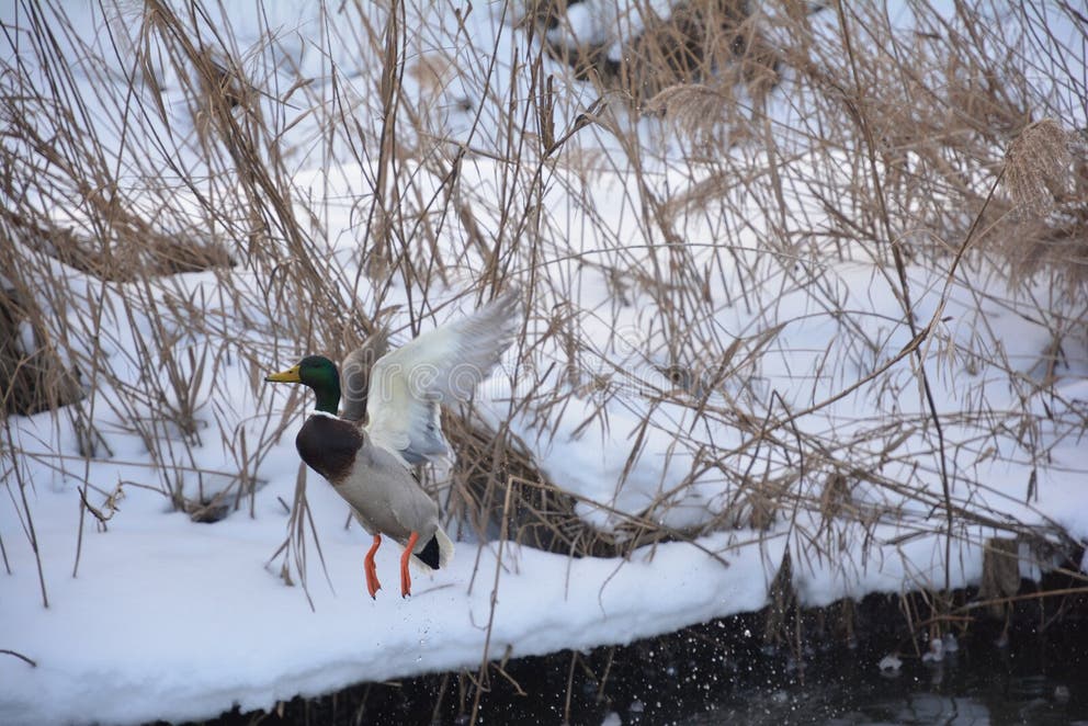Drake Takes Off Background the Snow and River Reeds Stock Image - Image ...
