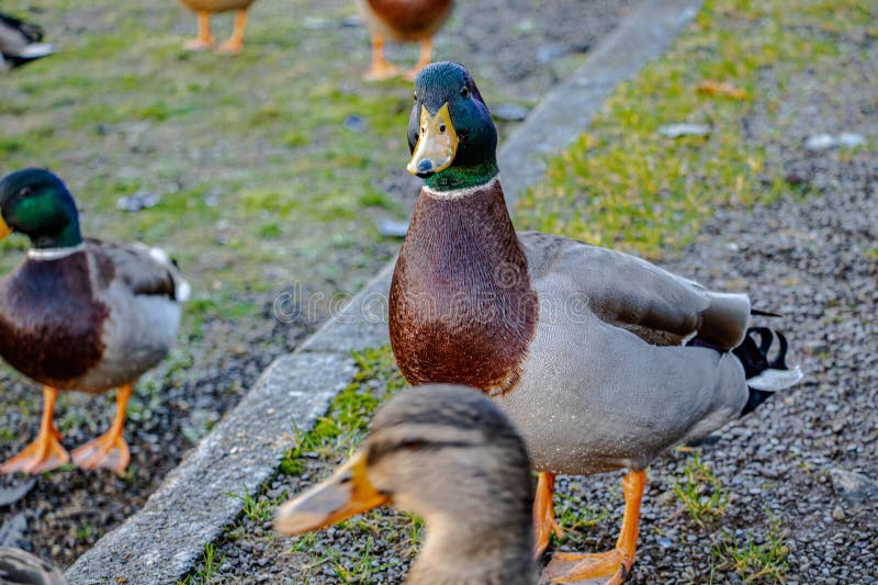 A Drake Waits for Food Surrounded by Other Ducks Stock Image - Image of ...