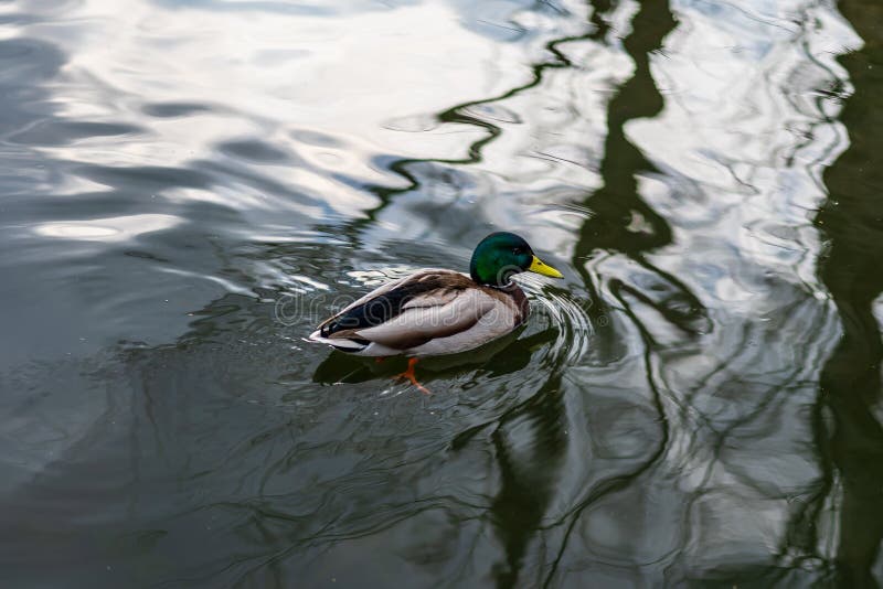 Drake on the water. stock photo. Image of biology, duck - 115082352
