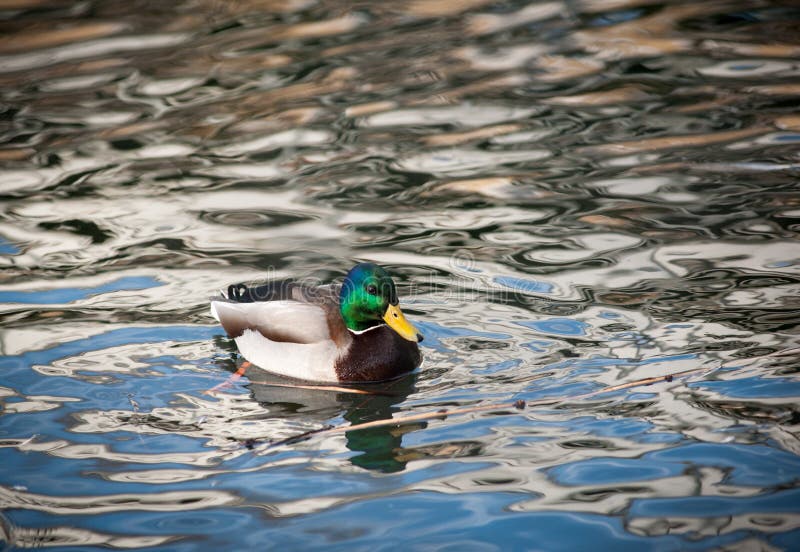Drake on water stock image. Image of smooth, duck, ripple - 51000997