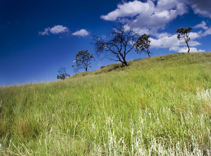 Drakensberg Trees stock image. Image of grassland, nature - 7130771