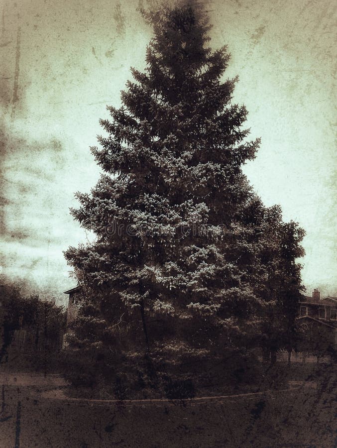 Drama tree stock image. Image of middle, drama, tree - 110170743