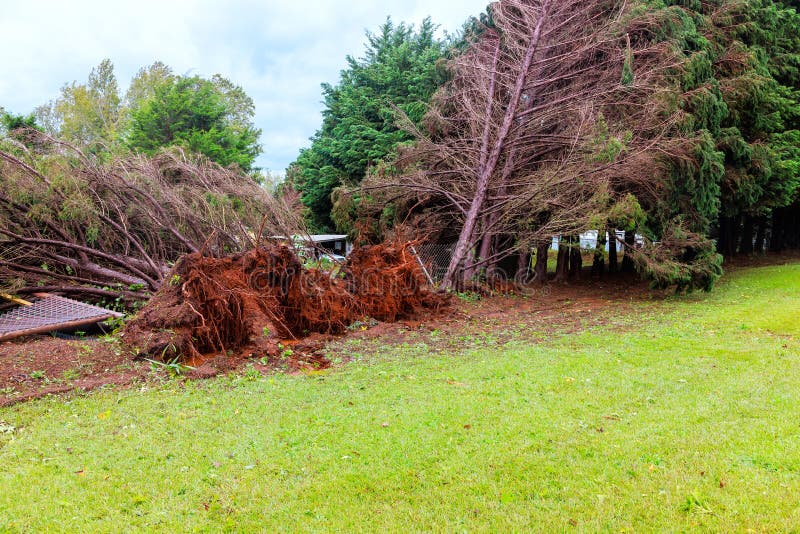 Storm Uproots Trees in Residential Area, Damaging Landscaping Changing ...