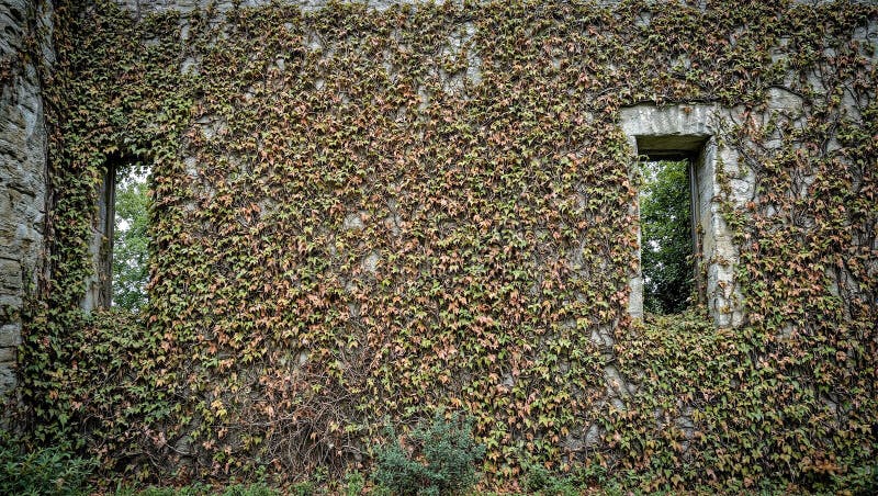 Dramatic Aged Castle Wall with Wild Ivy Stock Illustration ...