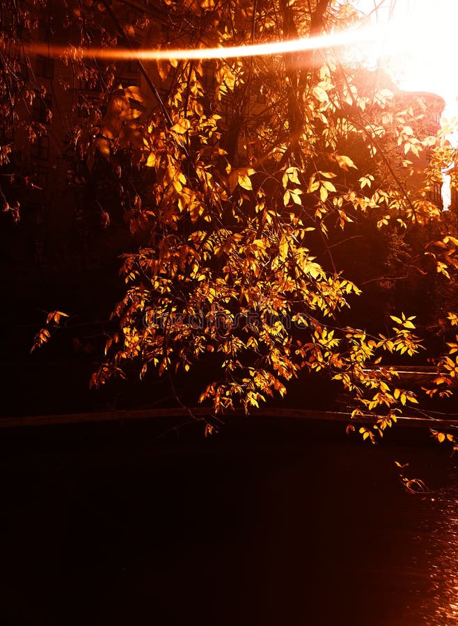 Dramatic Autumn Leaves with Light Leak Background Stock Image - Image ...