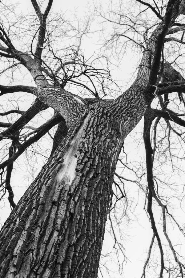 Dramatic Big Tree in Black and White Stock Photo - Image of white ...