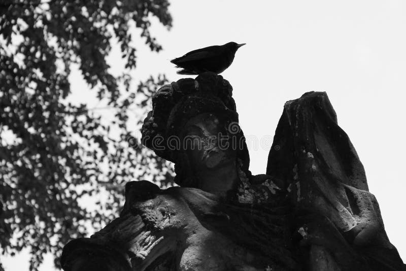 Dramatic bird stock image. Image of melancholy, park - 72704945