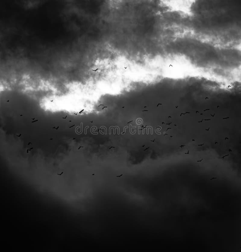 Dramatic Birds in Stormy Sky Stock Illustration - Illustration of ...