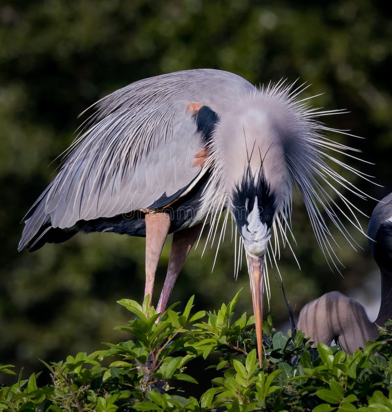 Dramatic Breeding Feathers of a Great Blue Heron in the Venice Rookery ...