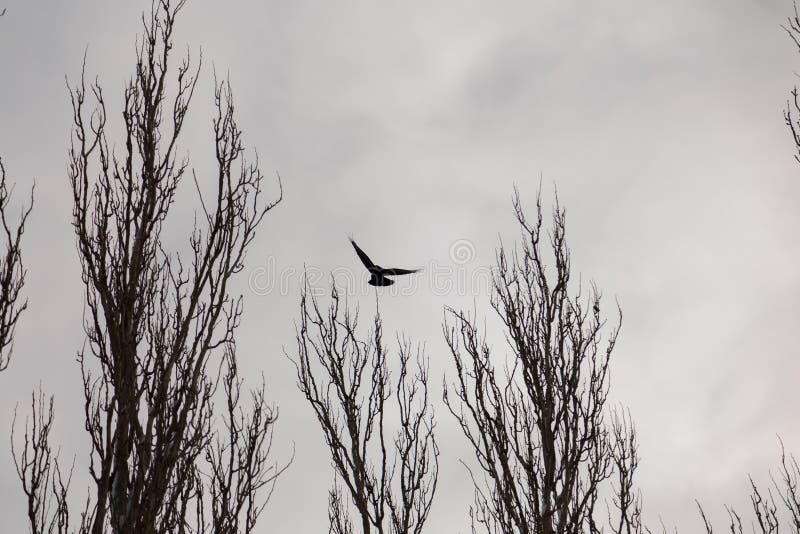 Dramatic Capture of Black Crow Flying Above Tree Branch on Grey Sky ...