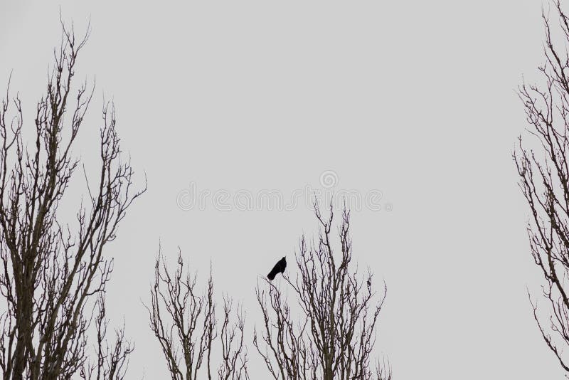 Dramatic Capture of Black Crow Sitting on Tree Branch on Grey Sky ...