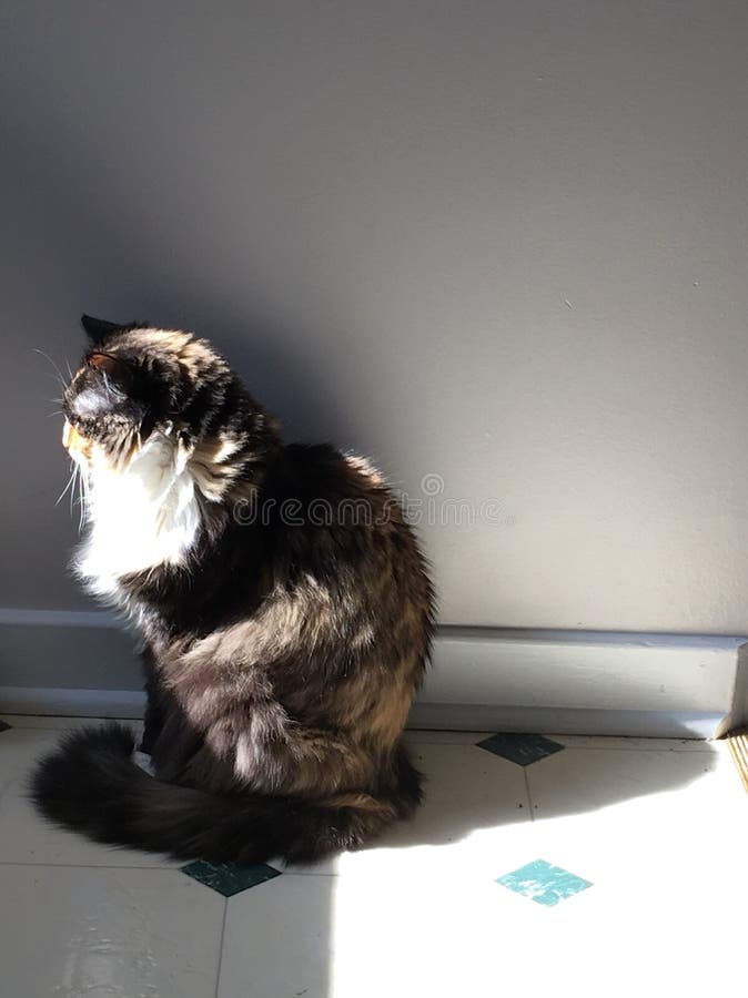 Dramatic Cat stock photo. Image of camera, black, pose - 112694424