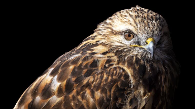Dramatic Close Up Of Spiral Shell, Stock Photo - Image of contrast ...