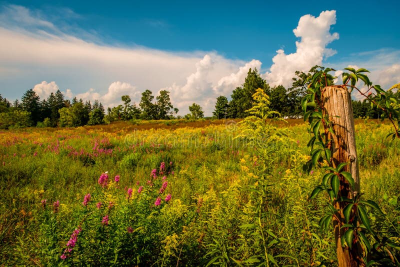 Dramatic Clouds Overgrown Field Stock Image - Image of springtime ...