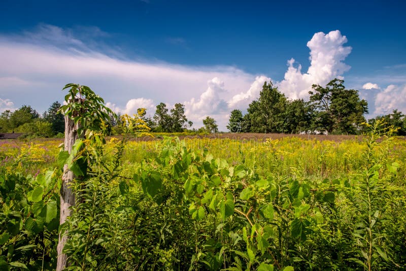 Dramatic Clouds Overgrown Field Stock Photo - Image of field, clouds ...